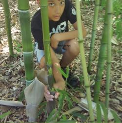 Phyllostachys atrovaginata