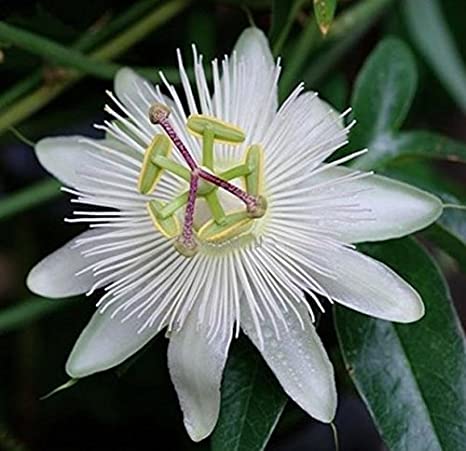 Pasiflora bela