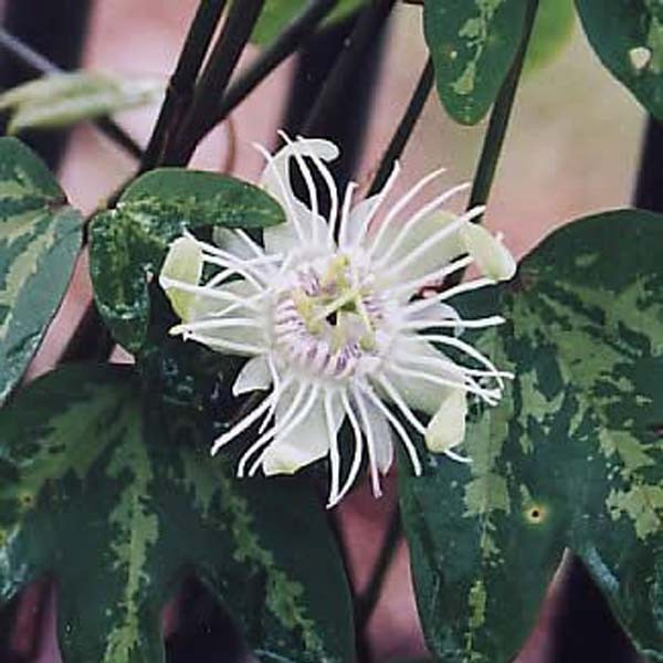 Pasiflora šarenolisna
