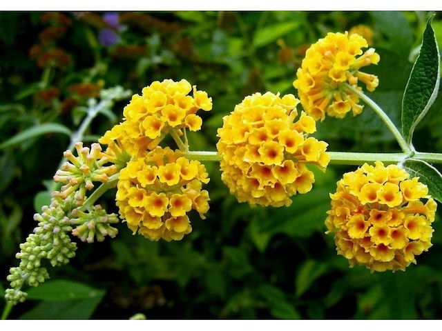 Letnji jorgovan - Buddleja `Golden Glow` 3 GOD