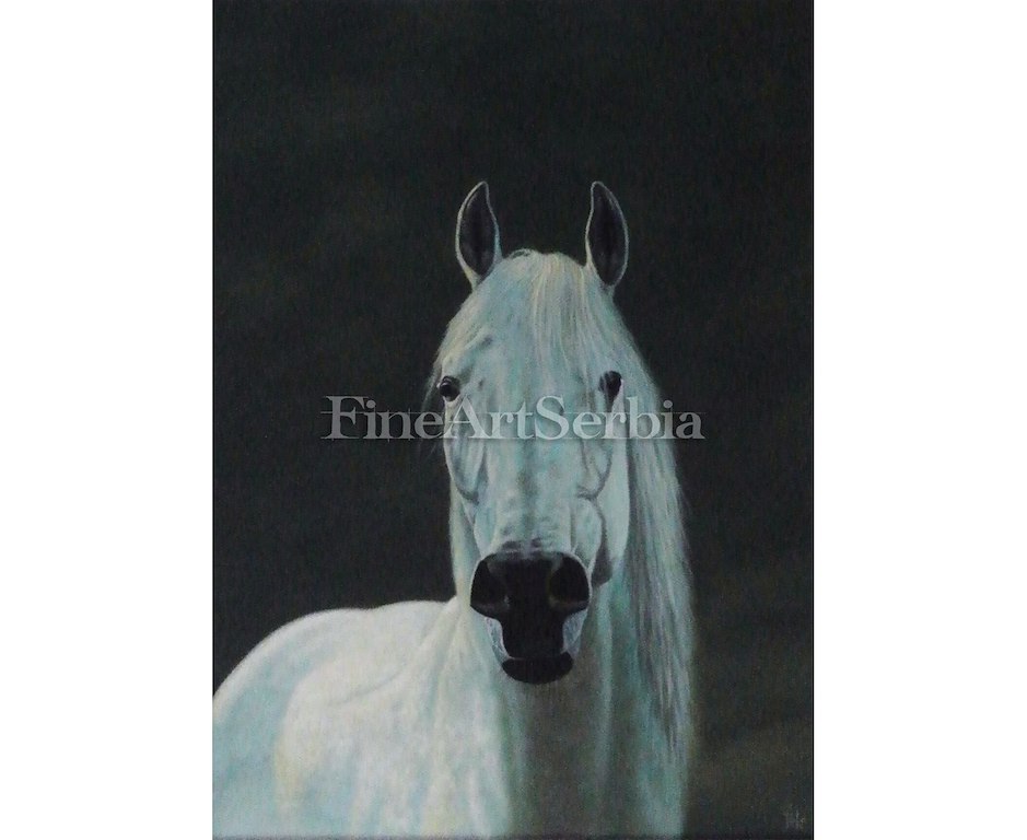 Beli konj - Predrag Radovanović