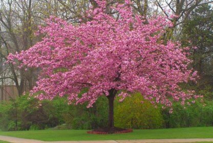 Japanska ukrasna trešnja (Prunus serrulata Kanzan) prečnik stabla 14-16 cm