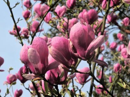 Magnolia „Lennei“