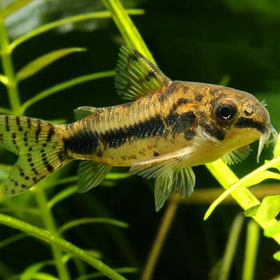 Corydoras habrosus