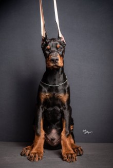 Doberman stenci