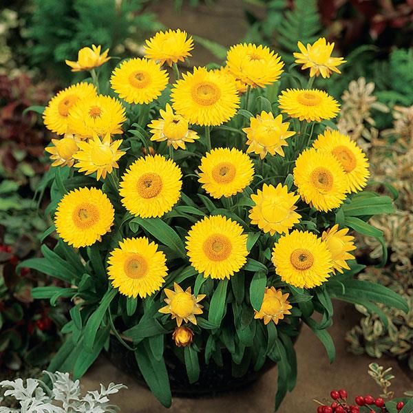 Reznice slamnatog cveća žutog