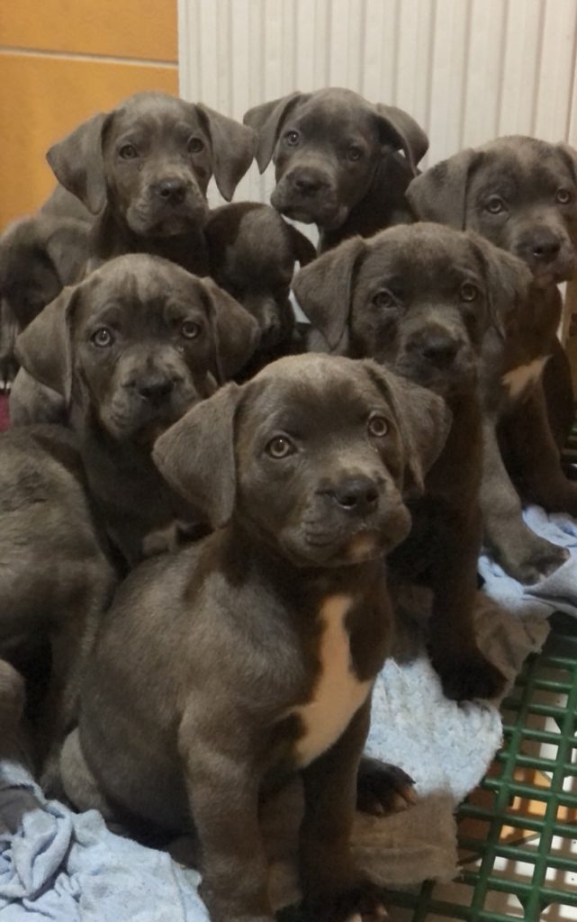 Cane Corso stenci na prodaju