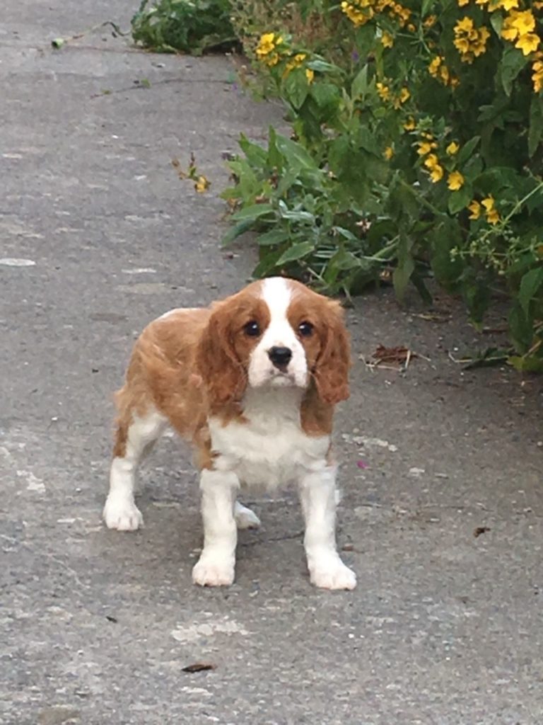 Cavalier King Charles