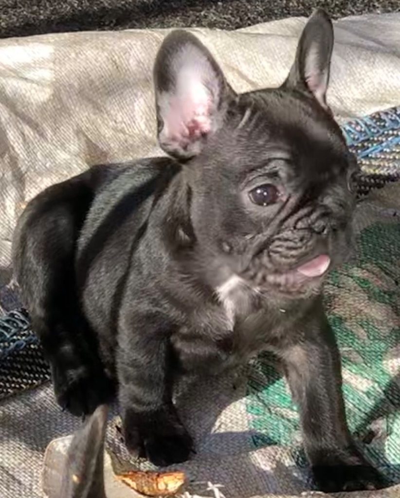 Beautiful Pedigree French Bulldog