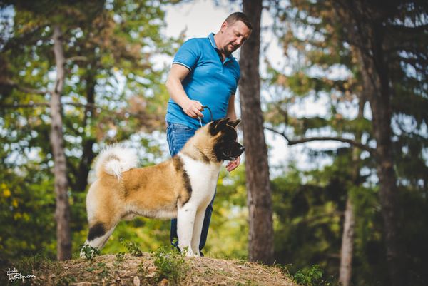 Americka akita, odlicnog izlozbenog kvaliteta