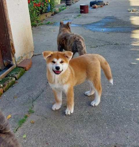 Akita inu, štenci