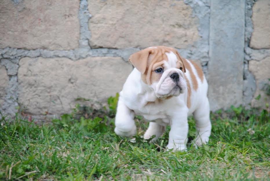 Engleski buldog, štenad izuzetnog potencijala