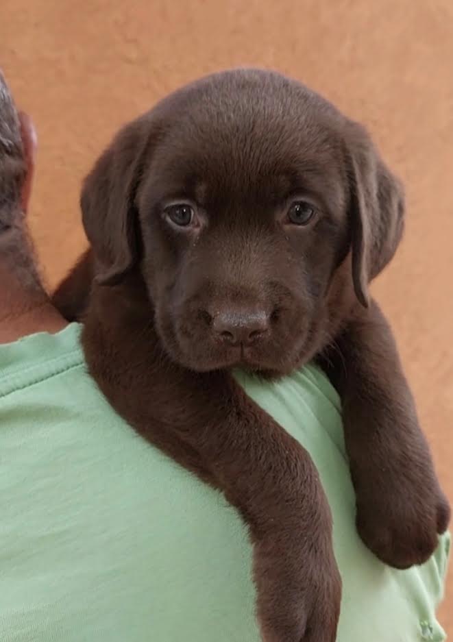 Labrador retriver čokoladni štenci