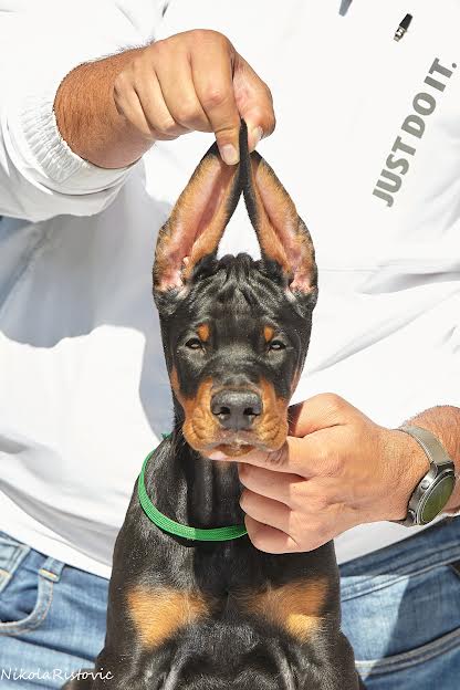 Doberman štenci