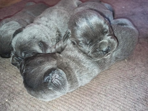 Cane corso stenci