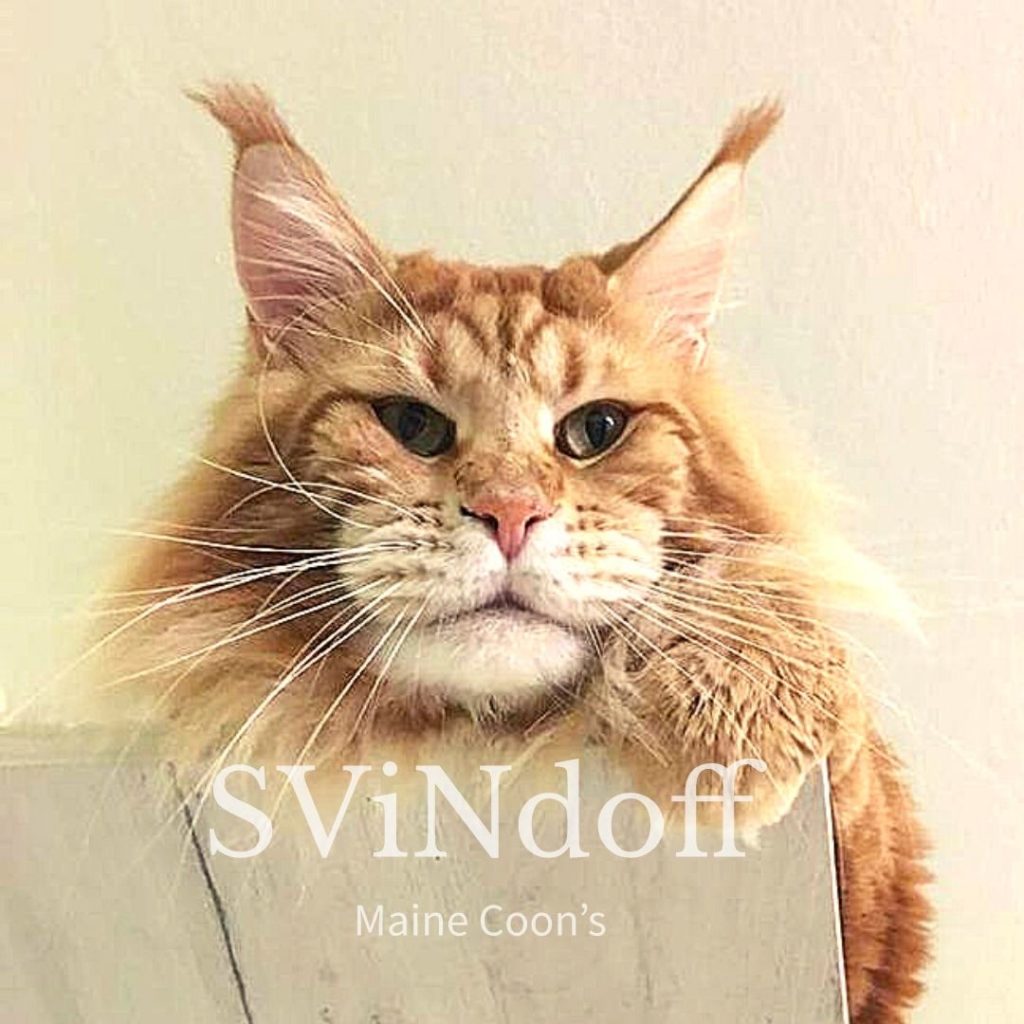 Maine Coon odgajivacnica