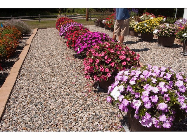 VINKA (CATHARANTHUS ROSEUS) - 30 SEMENA