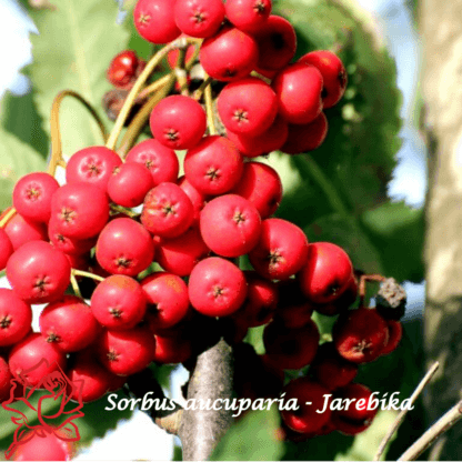Jerebika – Sorbus aucuparia