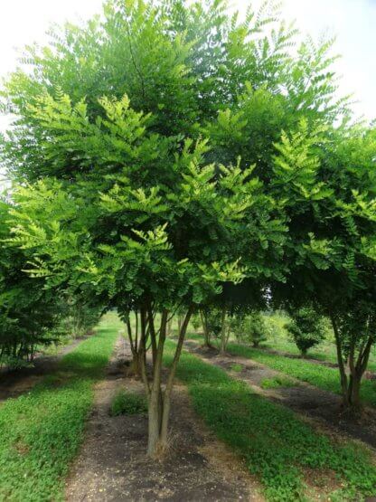 Sofora – Sophora Japonica