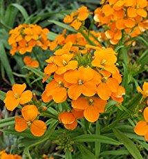 Letnji seboj (seme) Erysimum cheiri