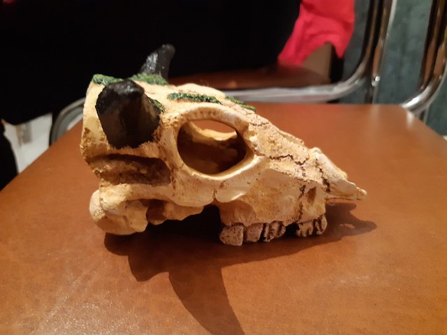 Carabo Skull - dekoracija za akvarijum