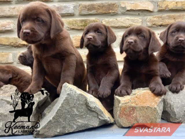 Labrador Retriver štenci, braon