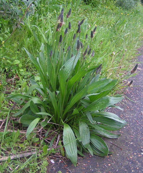 Uskolisna Bokvica ( Plantago lanceolata )