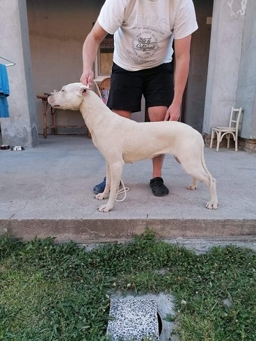 Dogo Argentino, odrasli psi