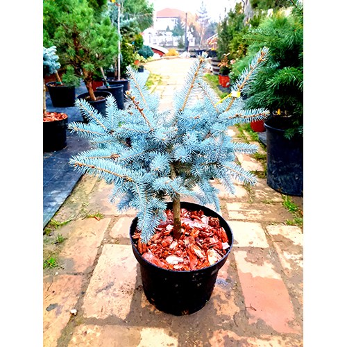Picea pungens Glauca Globosa
