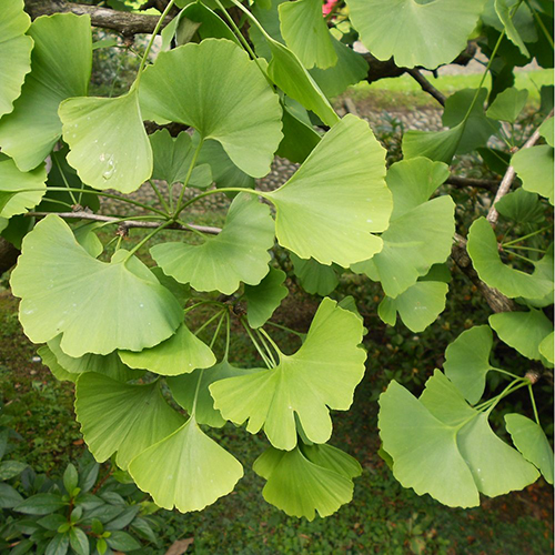 Ginko