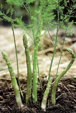 Špargla šparoga asparagus domaće seme netretirano biologika