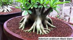 Adenium arabicum /Black Giant/ - 5 semenki