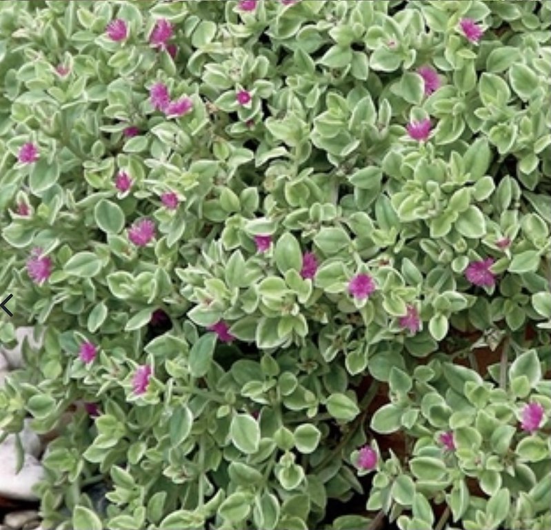 Lepotica razmnozavanje jadranska Aptenia cordifolia