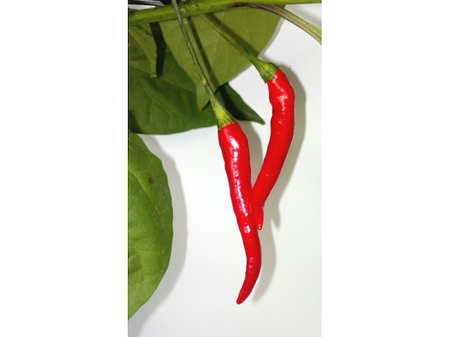 Seme Mexican chilli