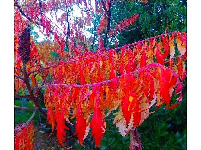 sitnolisni ruj (rhus tiphinia laciniata),trsavi