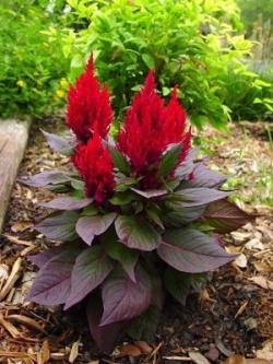 Celosia plumosa New look