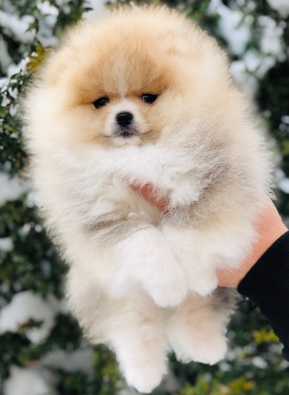 Pomeranski špic,Pomeranac,Pomeranian,Boo štenci