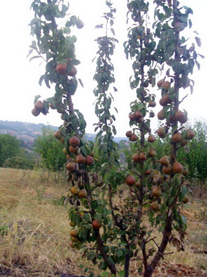 Stare sorte voca – Prvoklasne sadnice voca