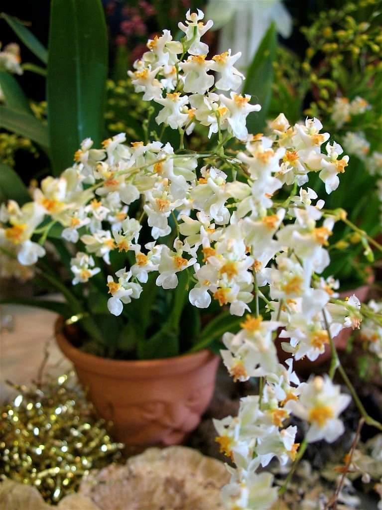 Orhideja oncidium-bela