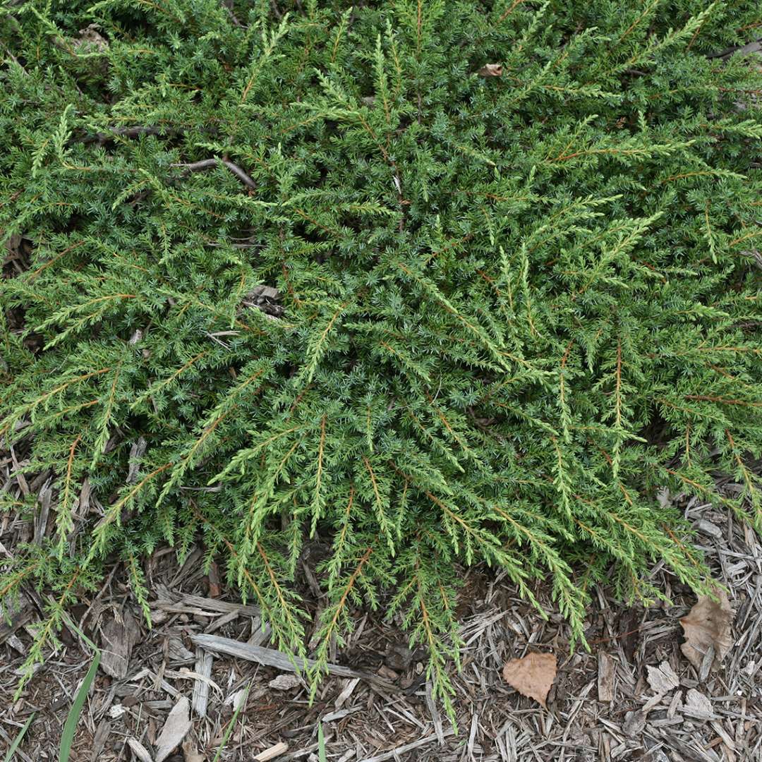 Juniperus polegli zeleni