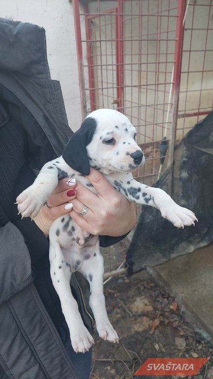 Na prodaju štene dalmatinca