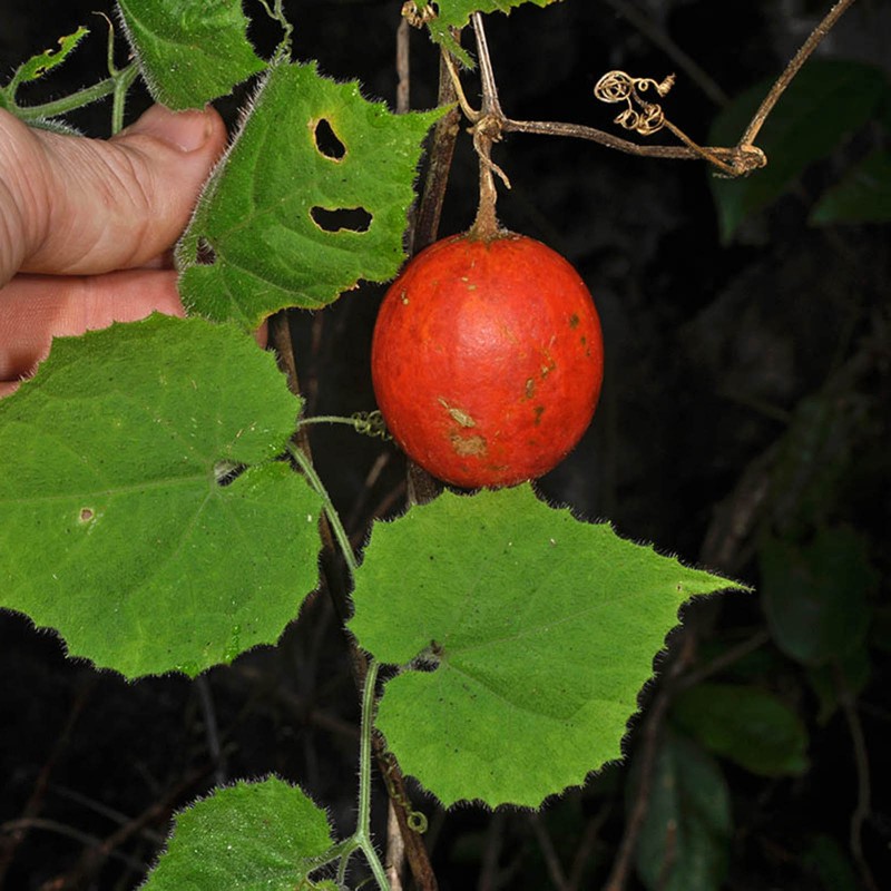 Japanska zmija tikva seme (Trichosanthes pilosa)