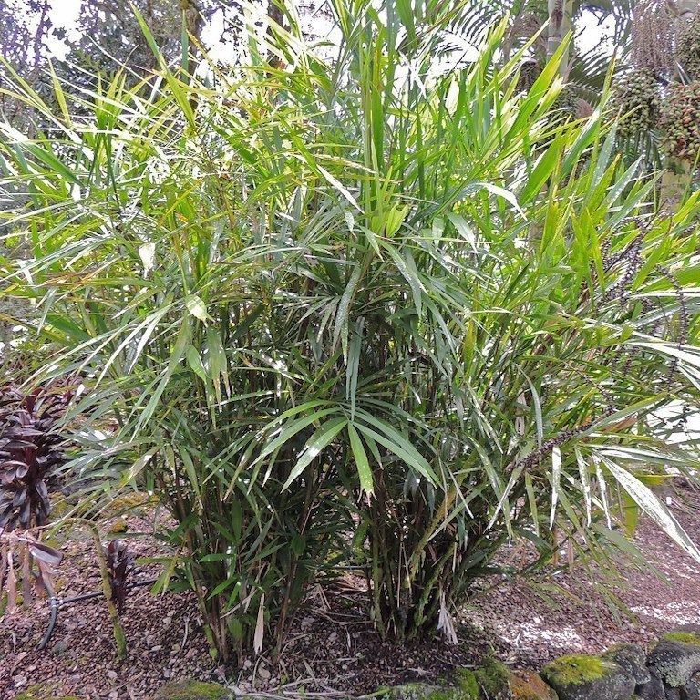 Minijaturna secerna palma seme (Arenga caudata)