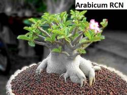 Adenium arabicum /RCN/ - 5 semenki