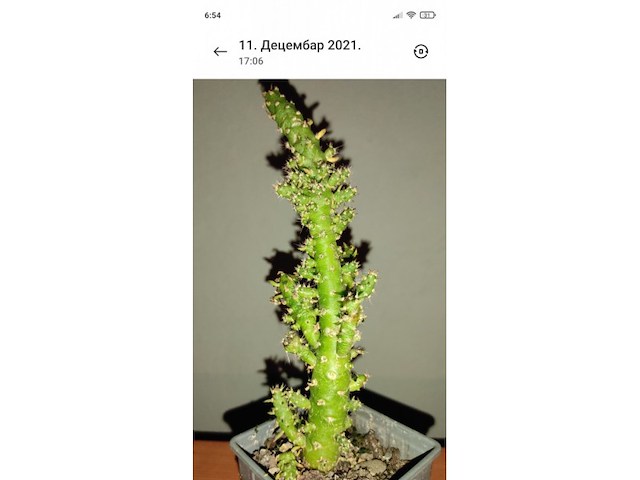 Kaktus Subulata Monstrosa