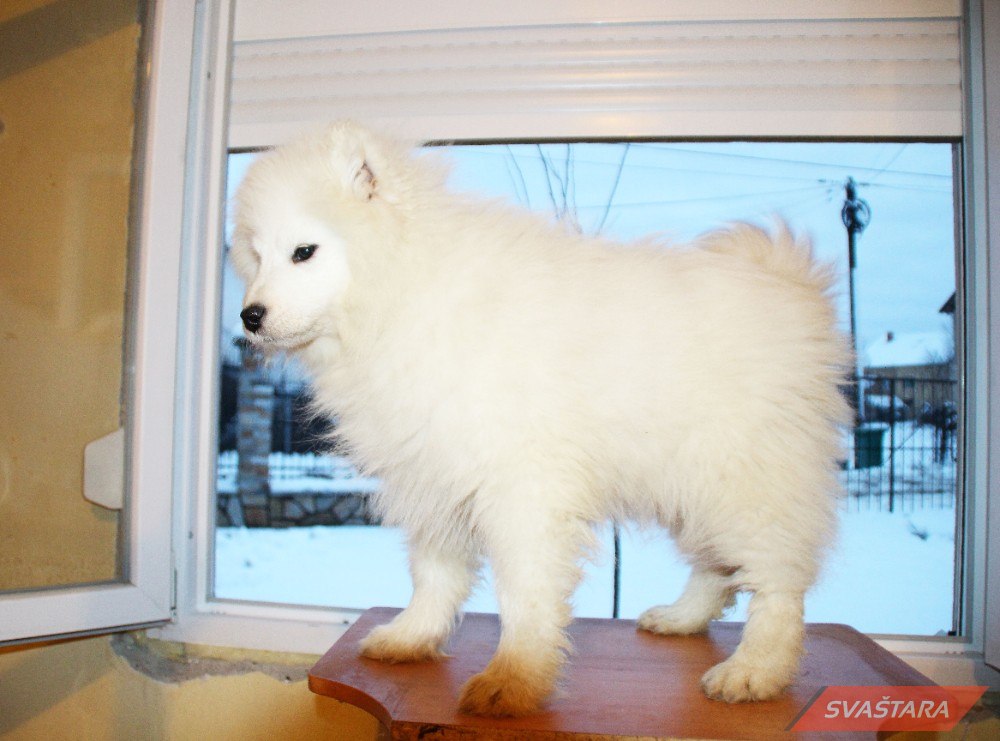 Samojed štenci