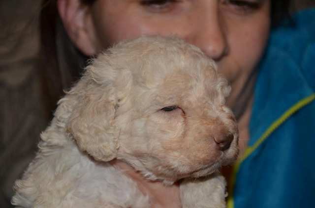 Lagotto Romagnolo štenci