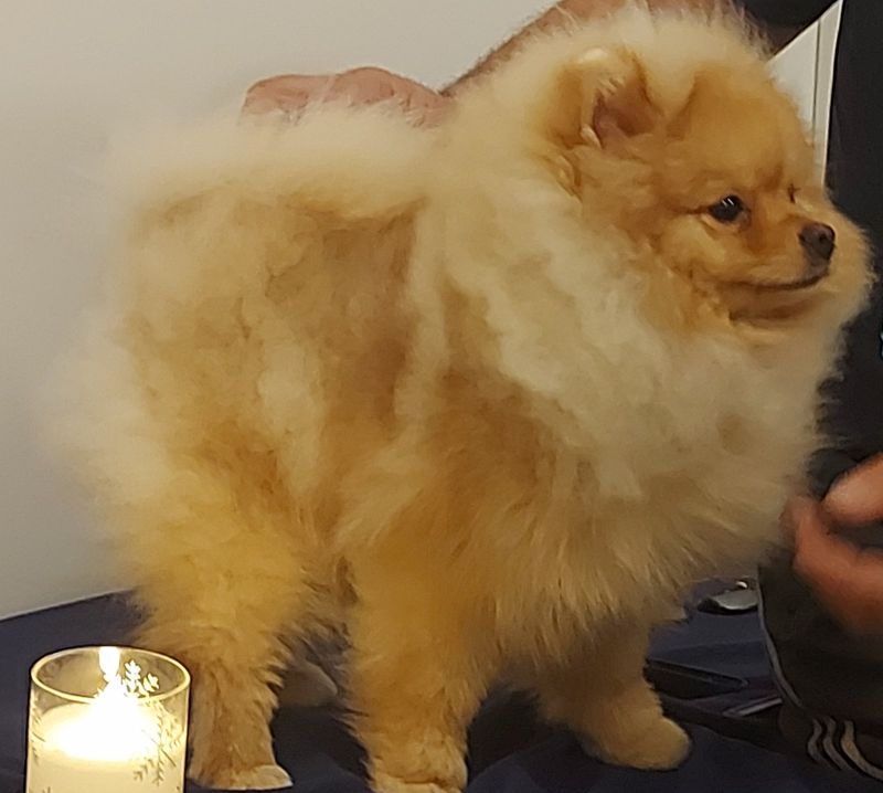 Pomeranac