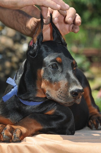 Doberman štenci