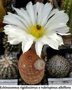 Echinocereus rigidissimus v rubrispinus albiflora - 10 semenki